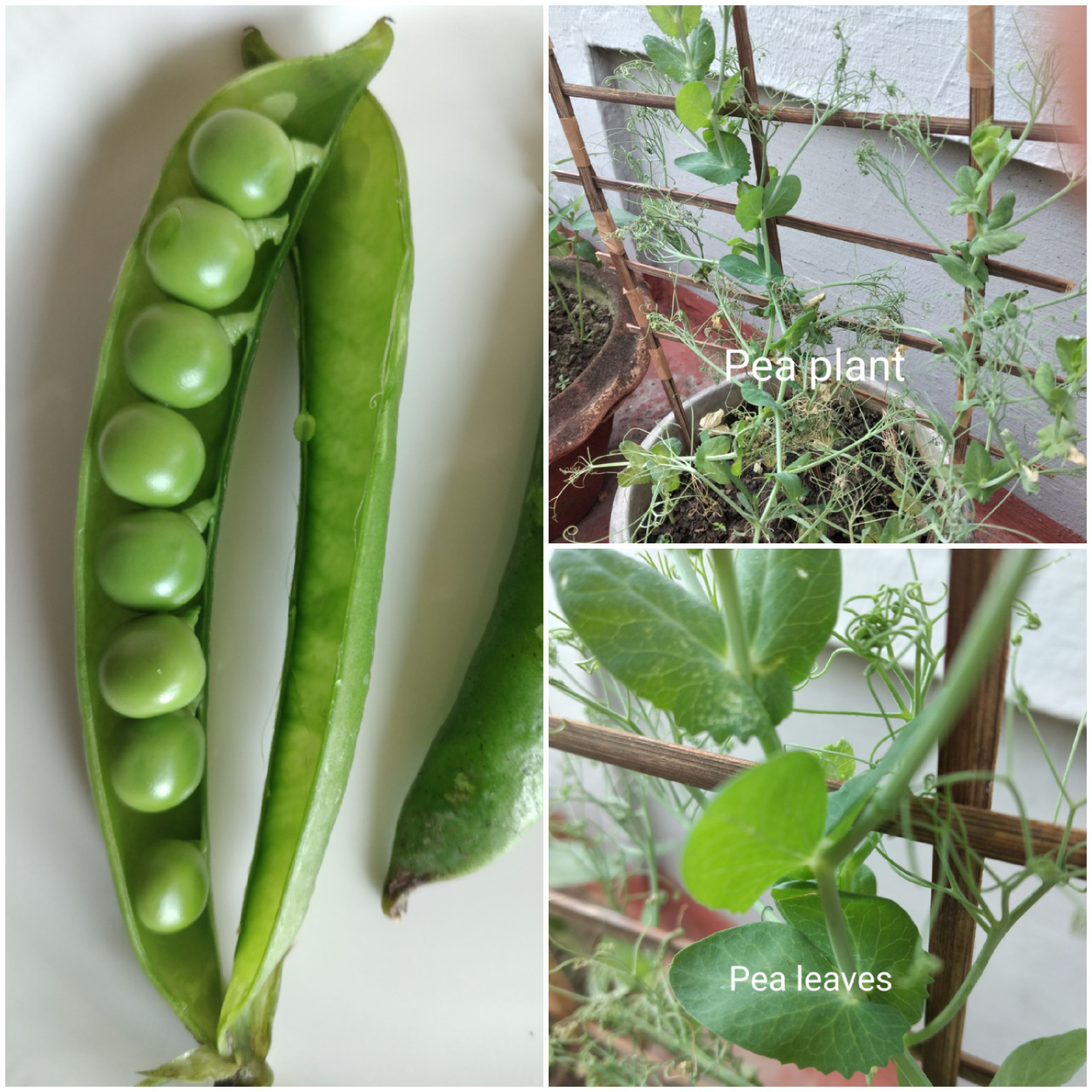 What is dal … – Dal On The Table