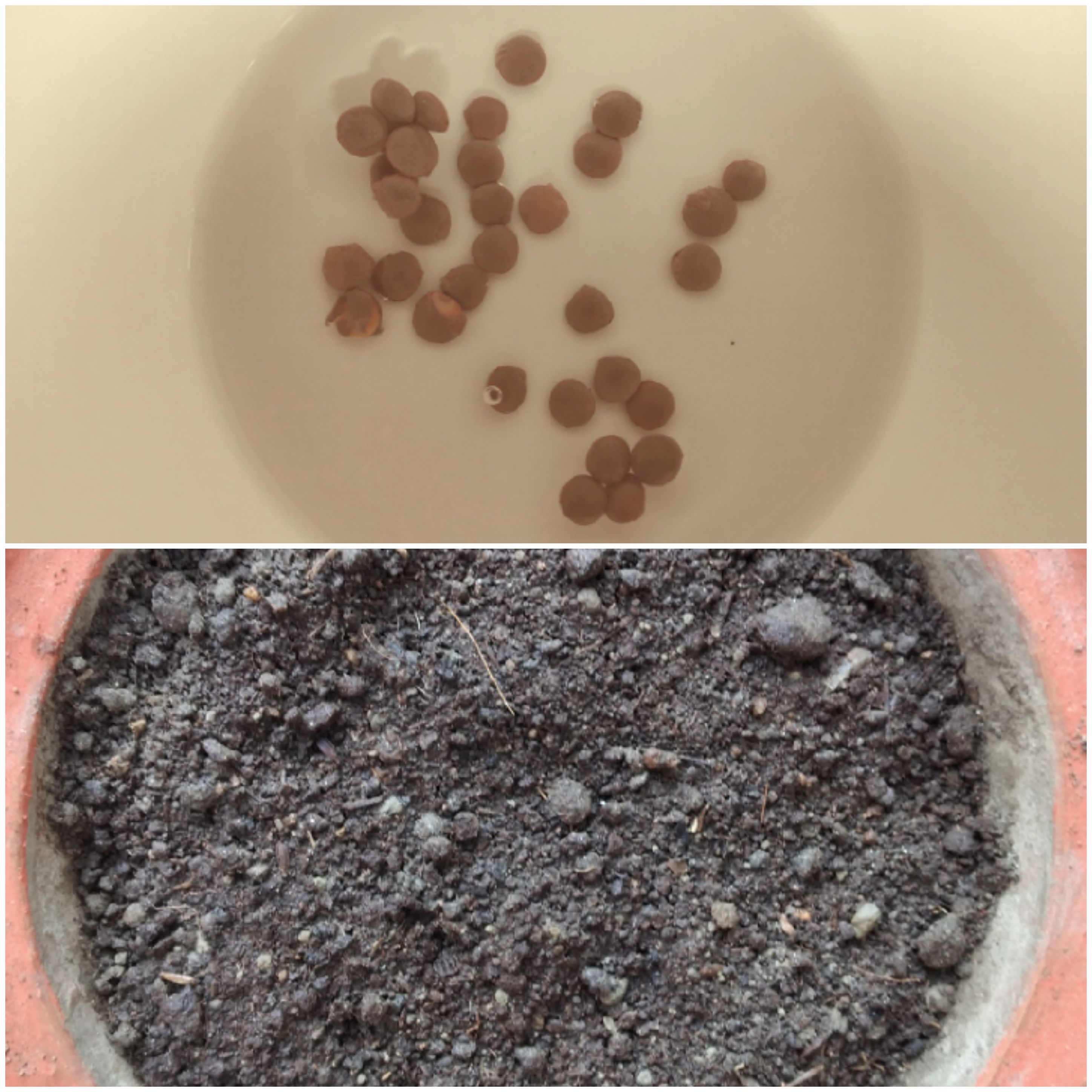 Seed to Seed : Know your Masoor dal/ Pink Lentil through leaves and ...