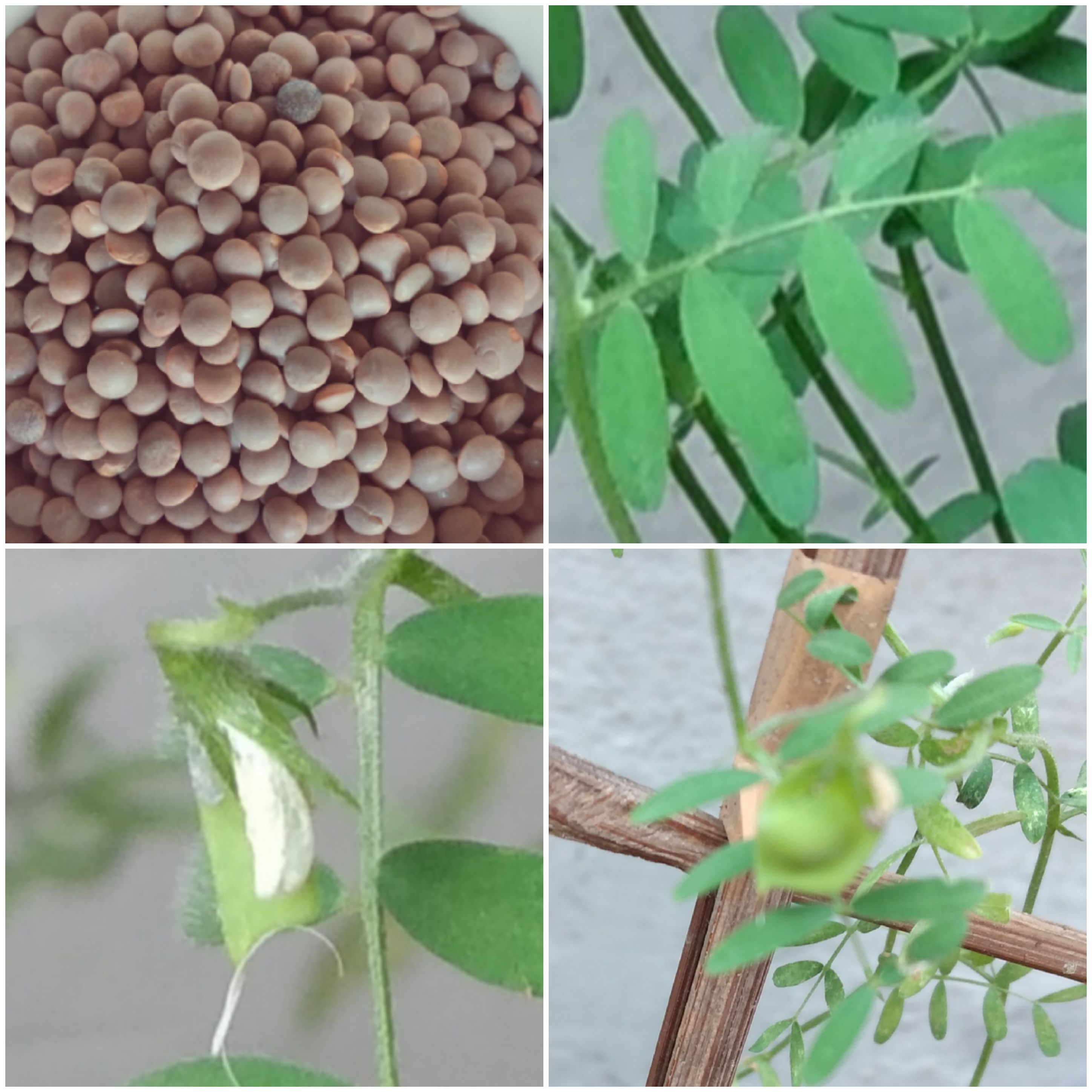 Masoor Dal In Tamil