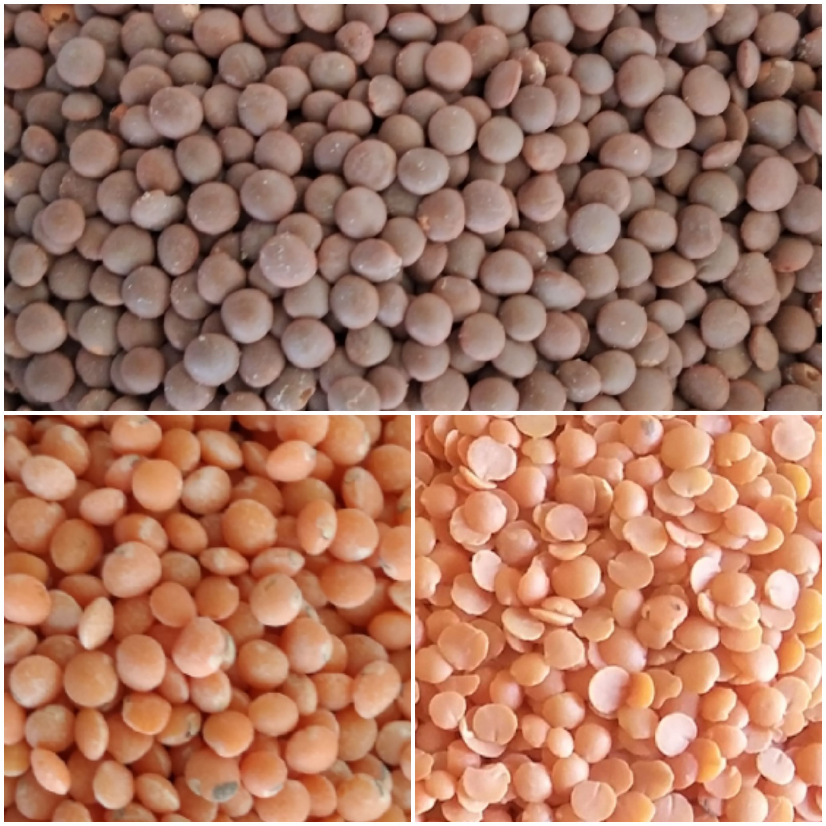 Seed to Seed : Know your Masoor dal/ Pink Lentil through leaves and ...
