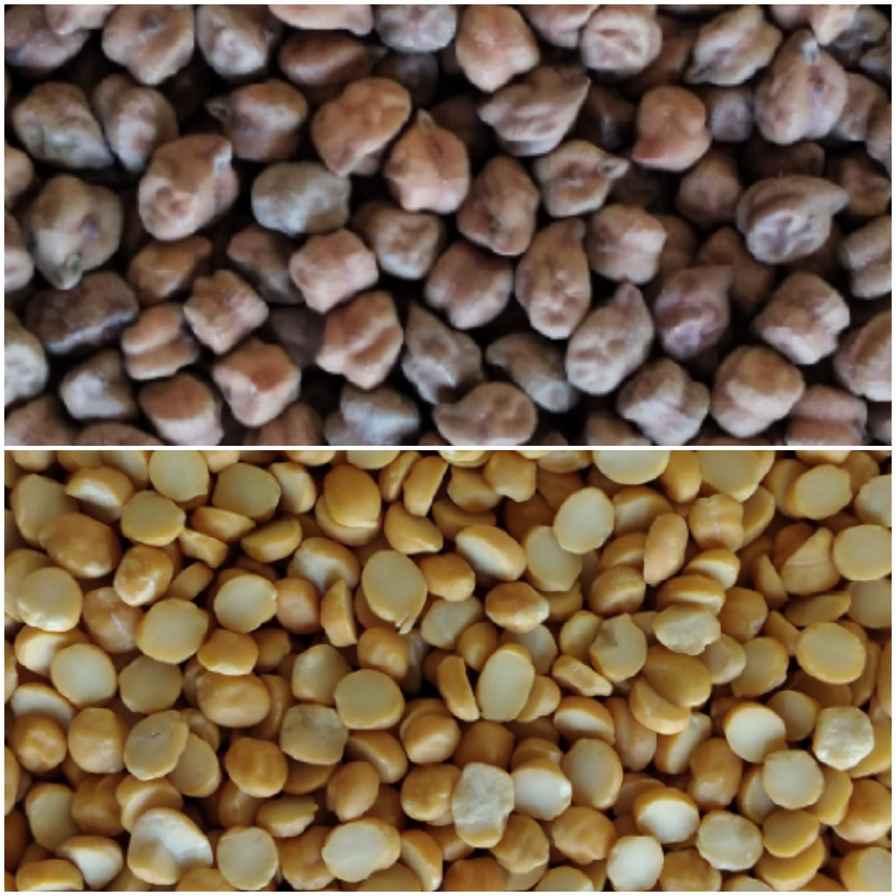 Seed to Seed : Know your Channa dal/Bengal gram through leaves and ...