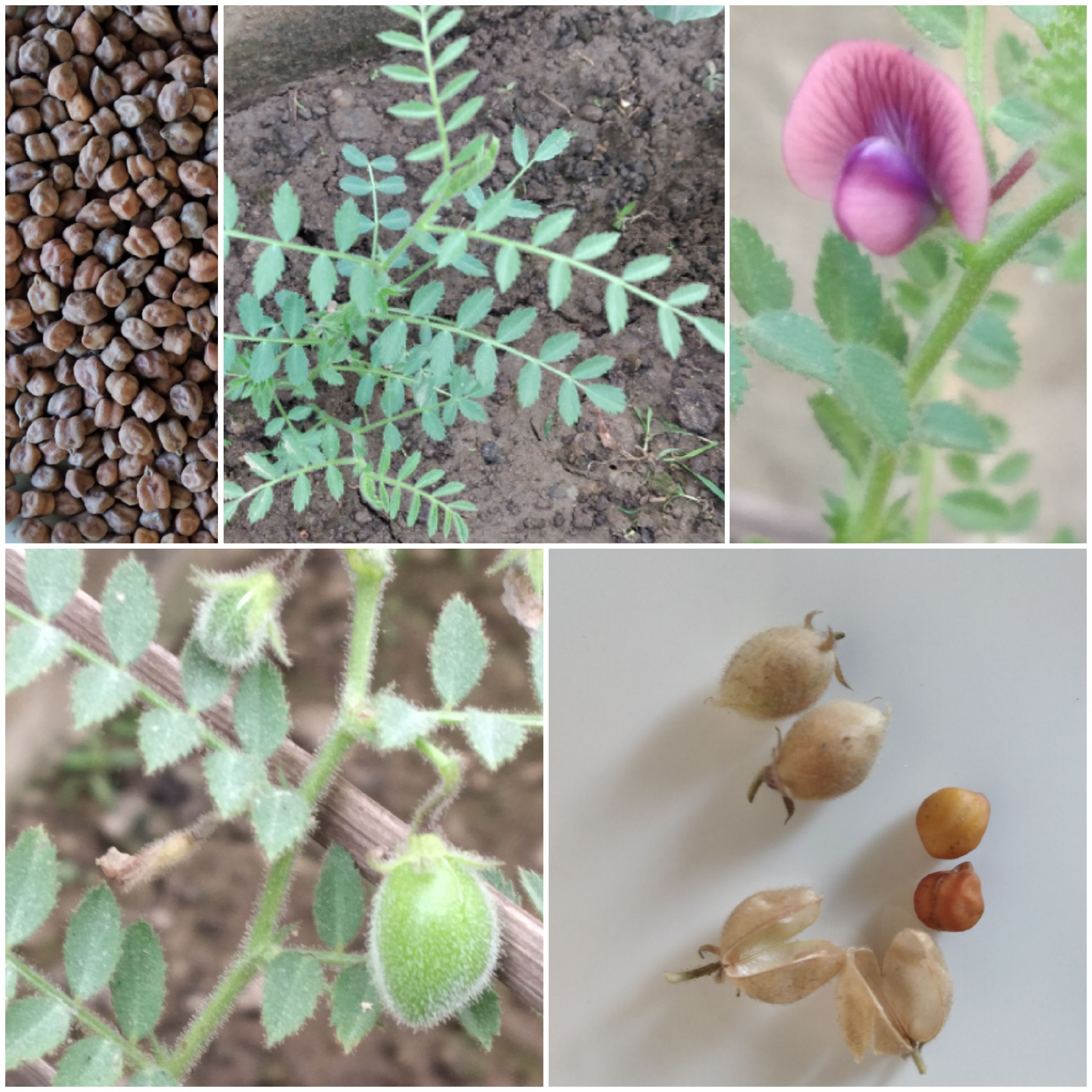 Seed to Seed : Know your Channa dal/Bengal gram through leaves and ...
