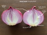 Exploring the Structure of an Onion – Dal On The Table