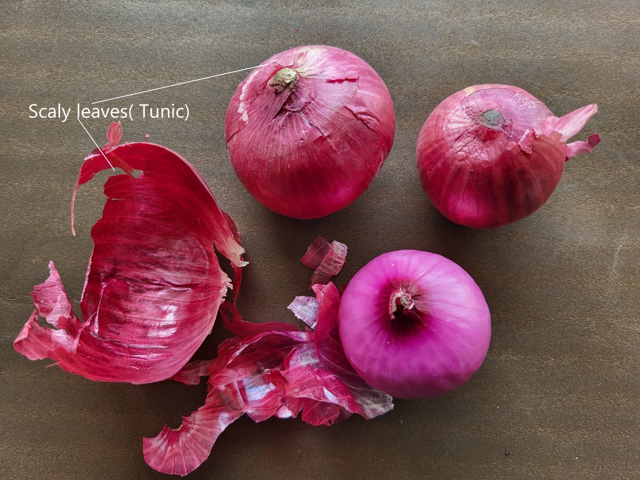 Exploring the Structure of an Onion – Dal On The Table