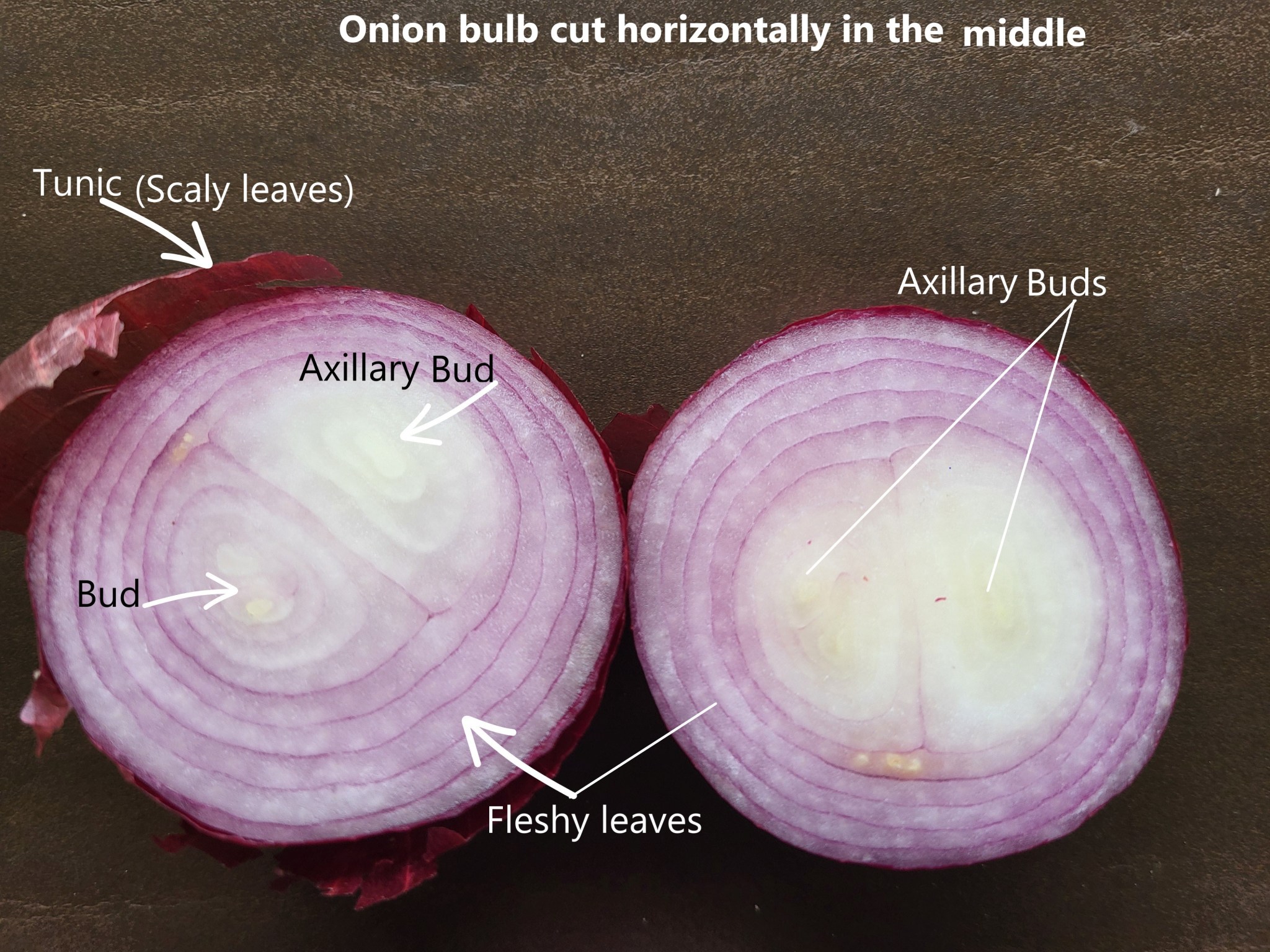 Exploring the Structure of an Onion – Dal On The Table
