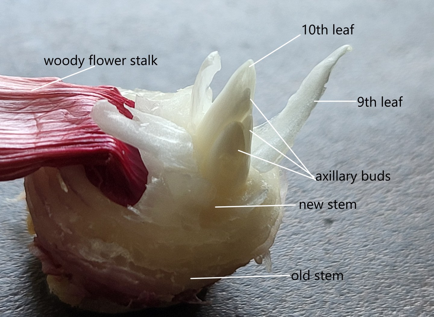 Layer by Layer: Uncover the Onion’s Secrets! – Dal On The Table