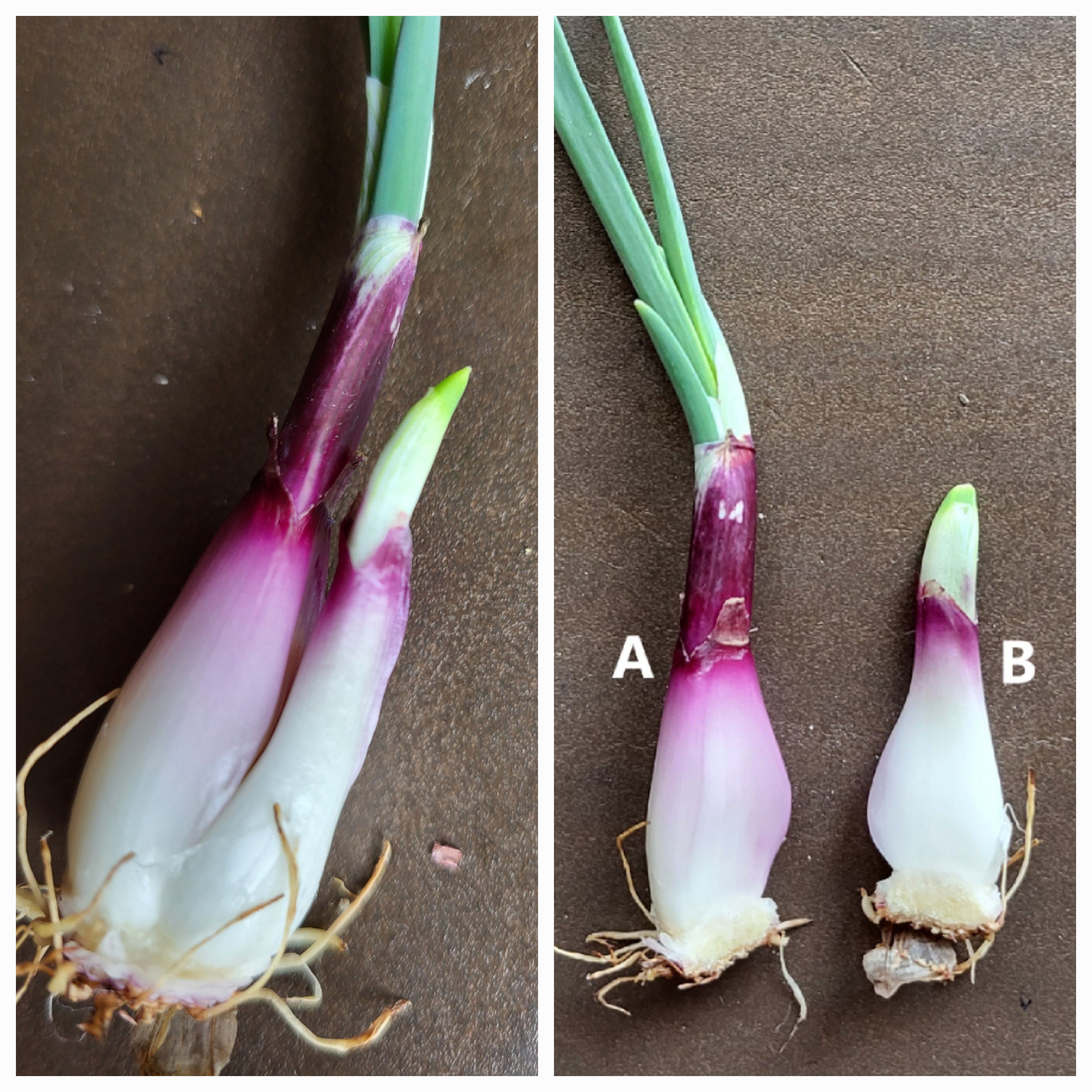 The Amazing Transformation of Sprout A – Dal On The Table