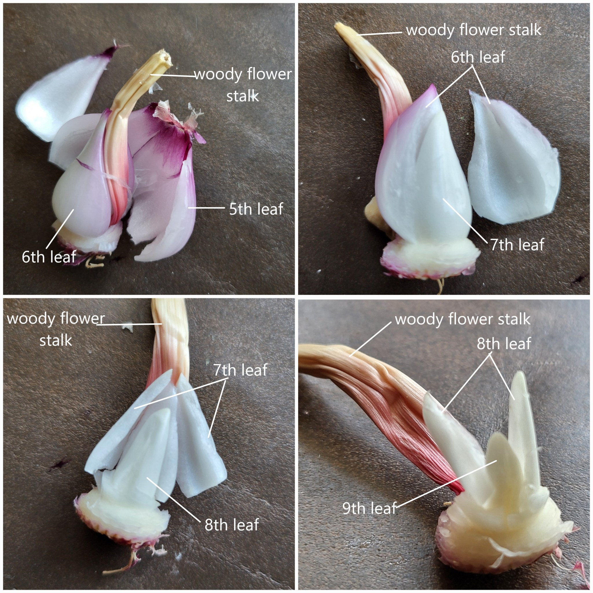 Layer by Layer: Uncover the Onion’s Secrets! – Dal On The Table