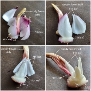 Layer by Layer: Uncover the Onion’s Secrets! – Dal On The Table