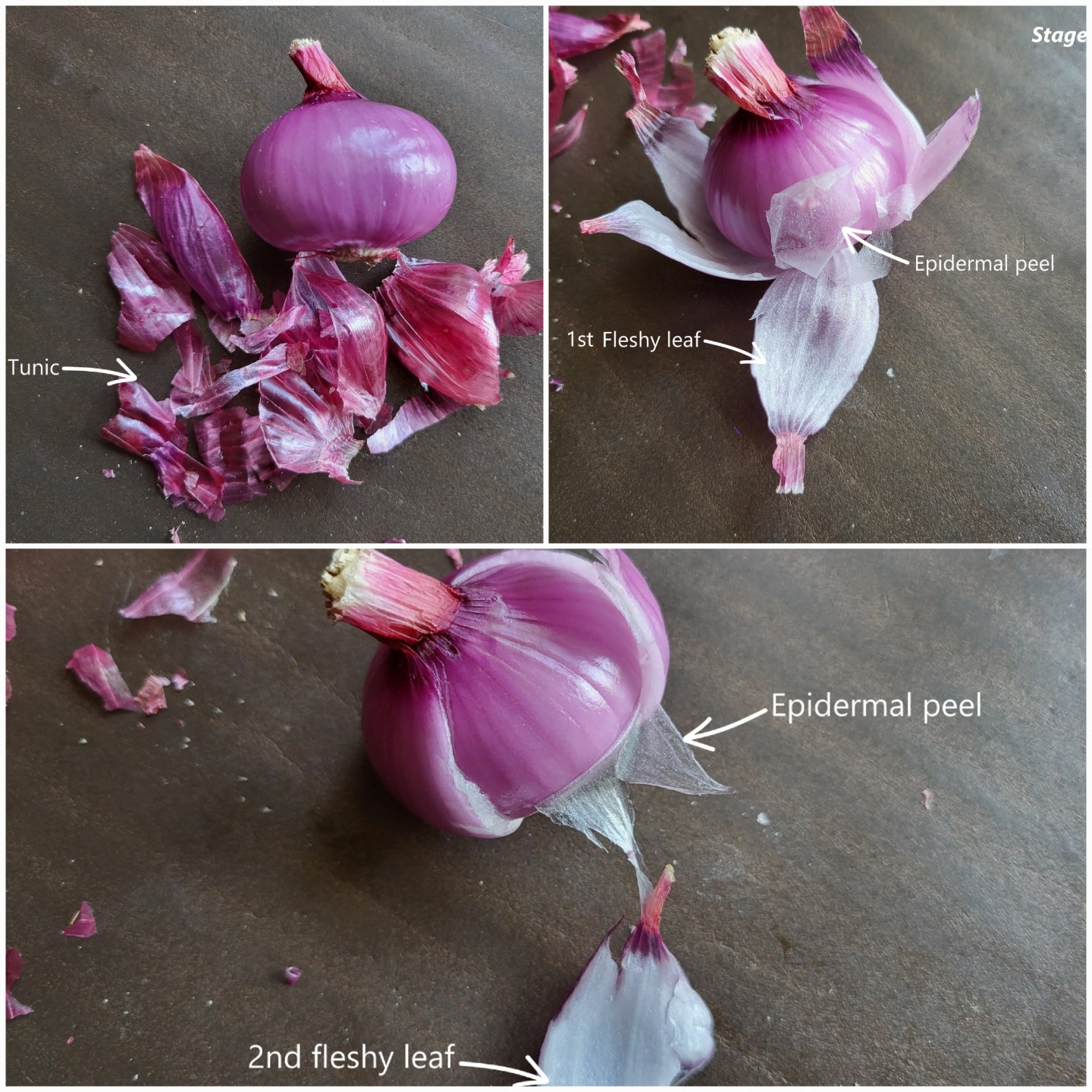 Layer by Layer: Uncover the Onion’s Secrets! – Dal On The Table