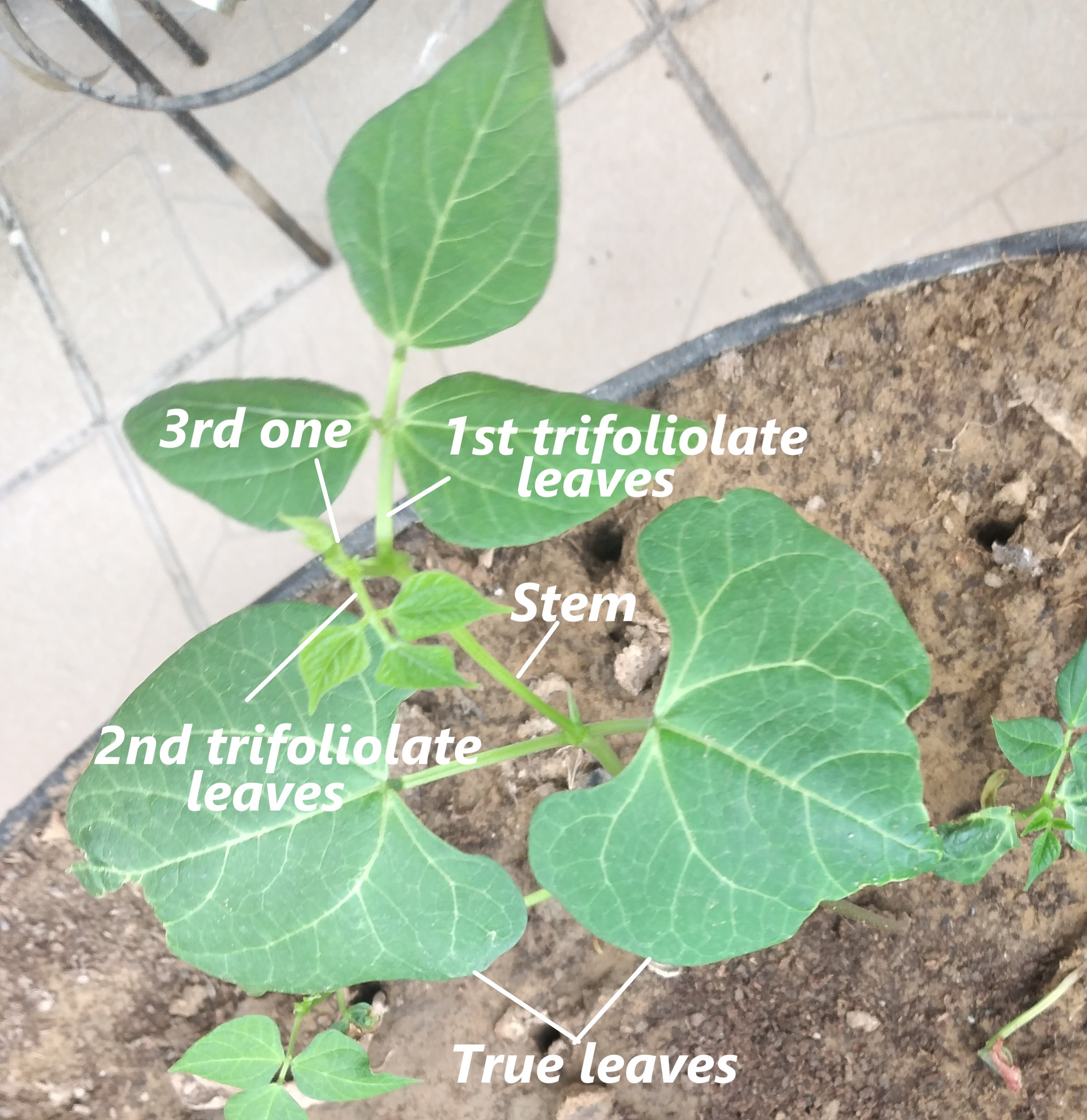 Rajma Plant – Dal On The Table