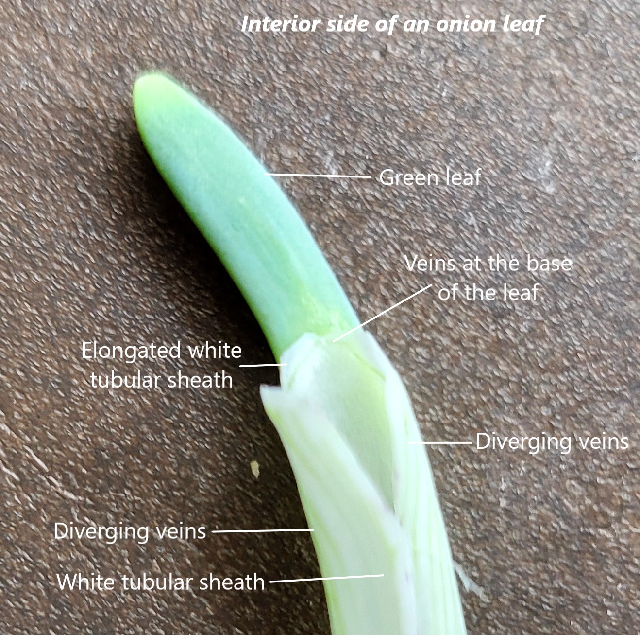 Structure of Green Leaves in Onions – Dal On The Table