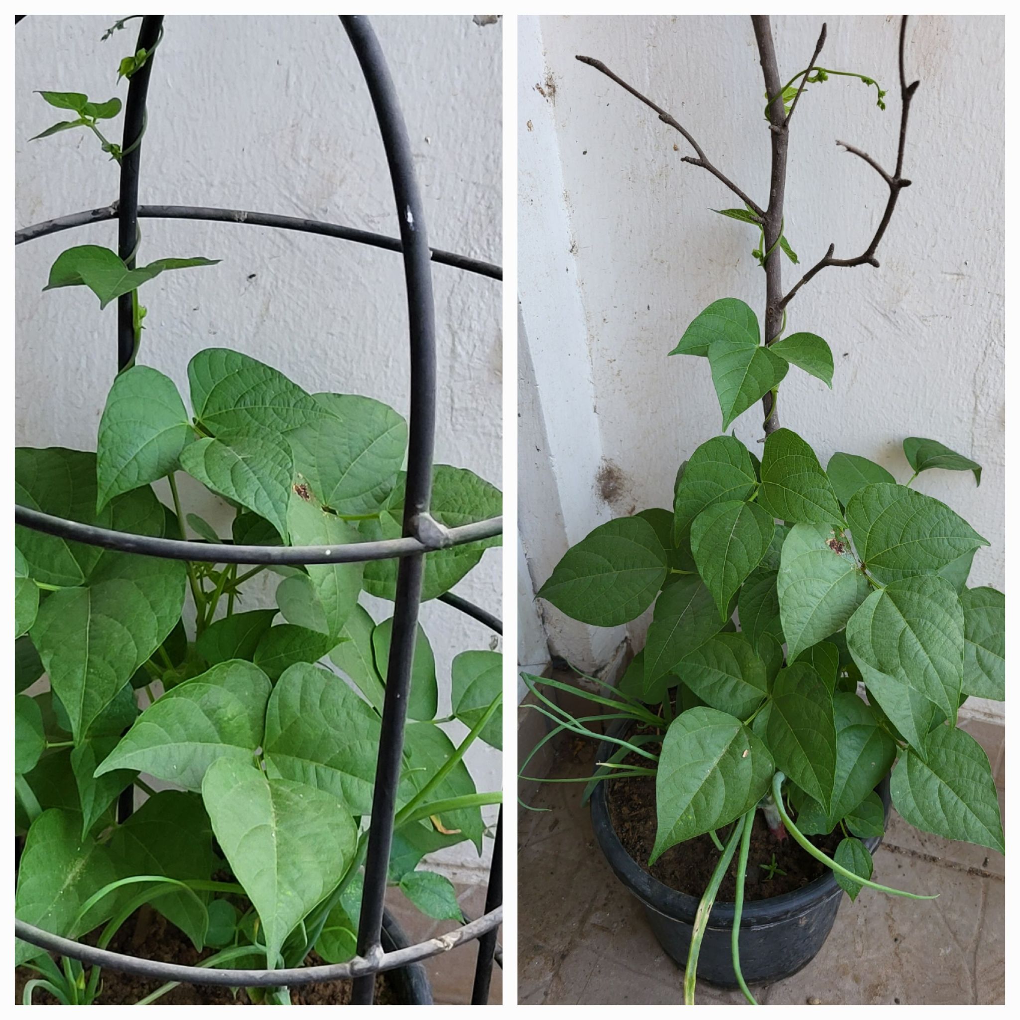 Rajma Plant – Dal On The Table