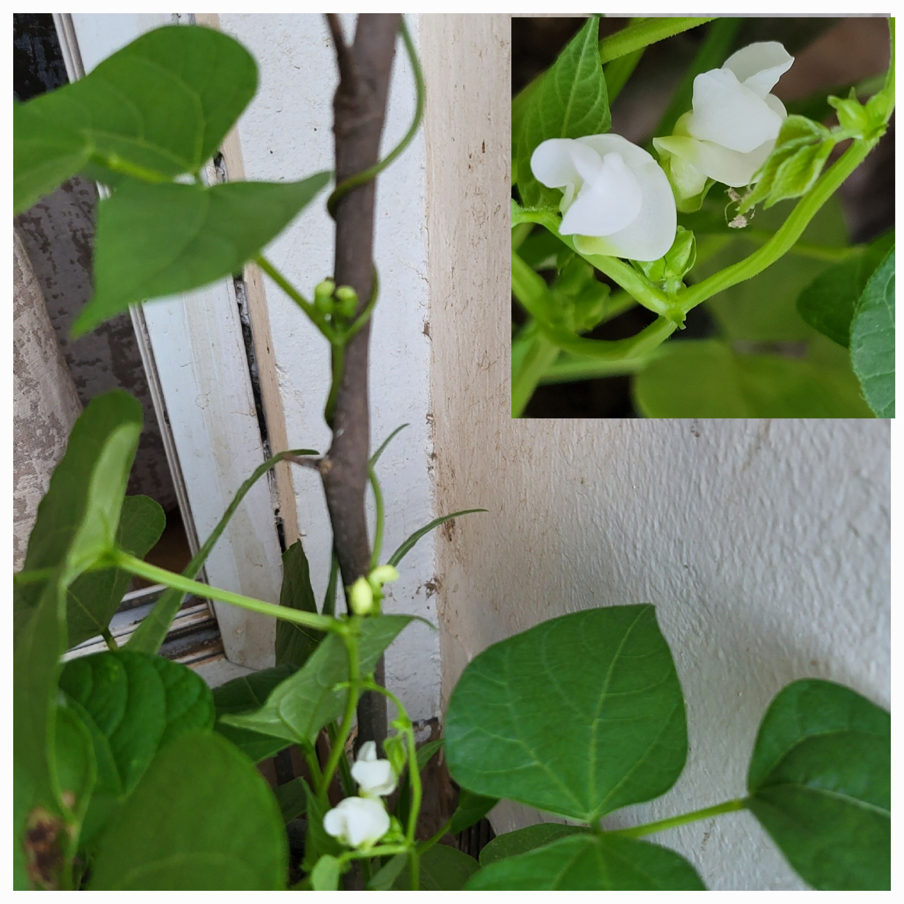 Rajma Plant – Dal On The Table