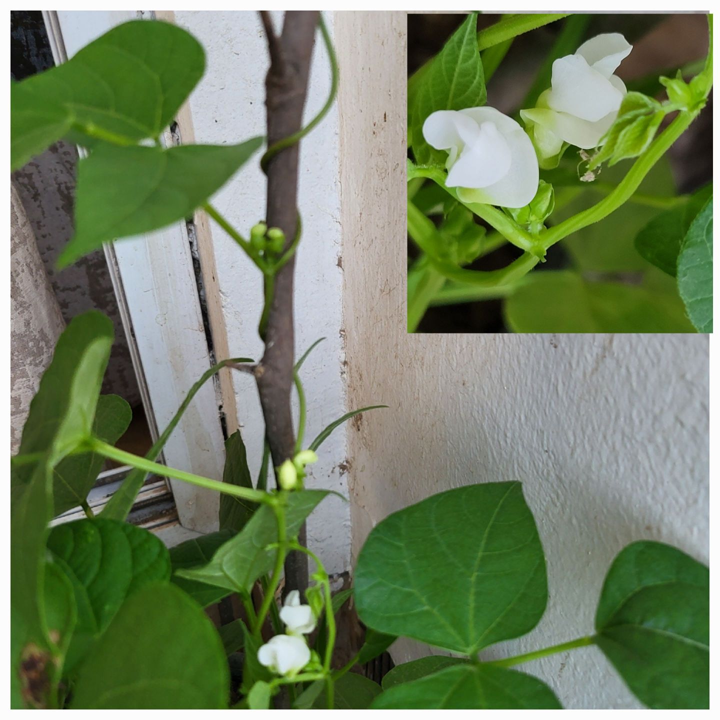 Rajma Plant – Dal On The Table