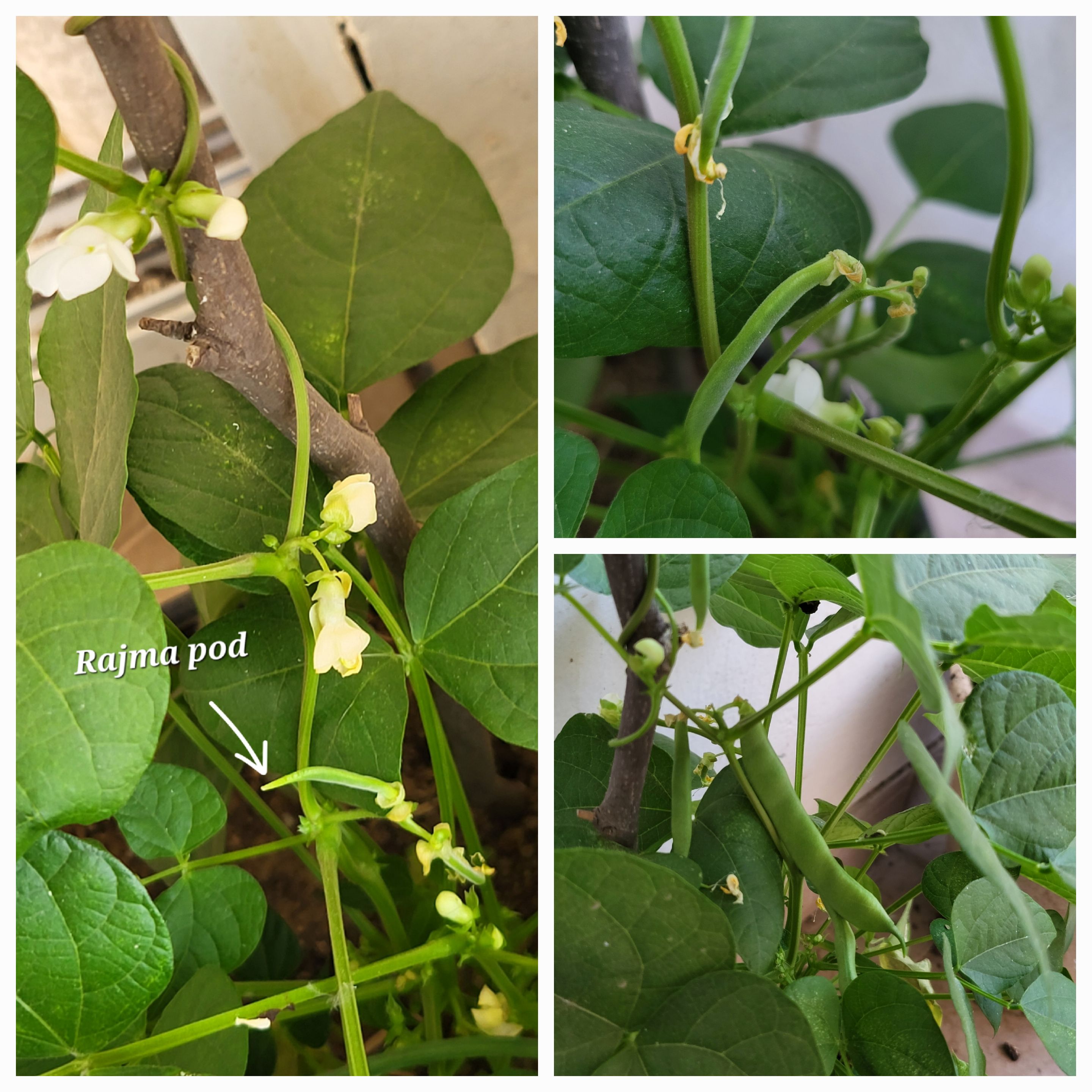 Rajma Plant – Dal On The Table