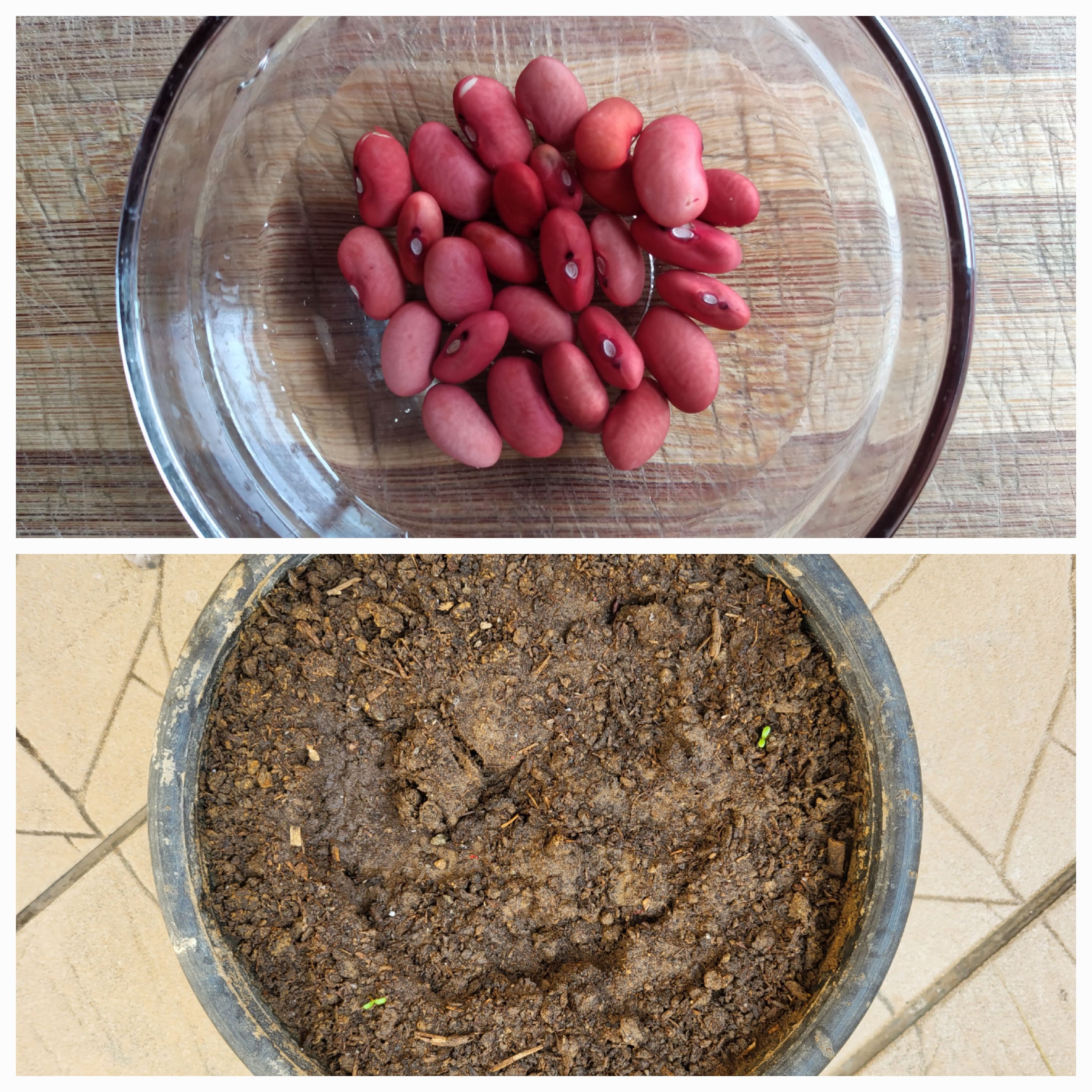 Rajma Plant – Dal On The Table