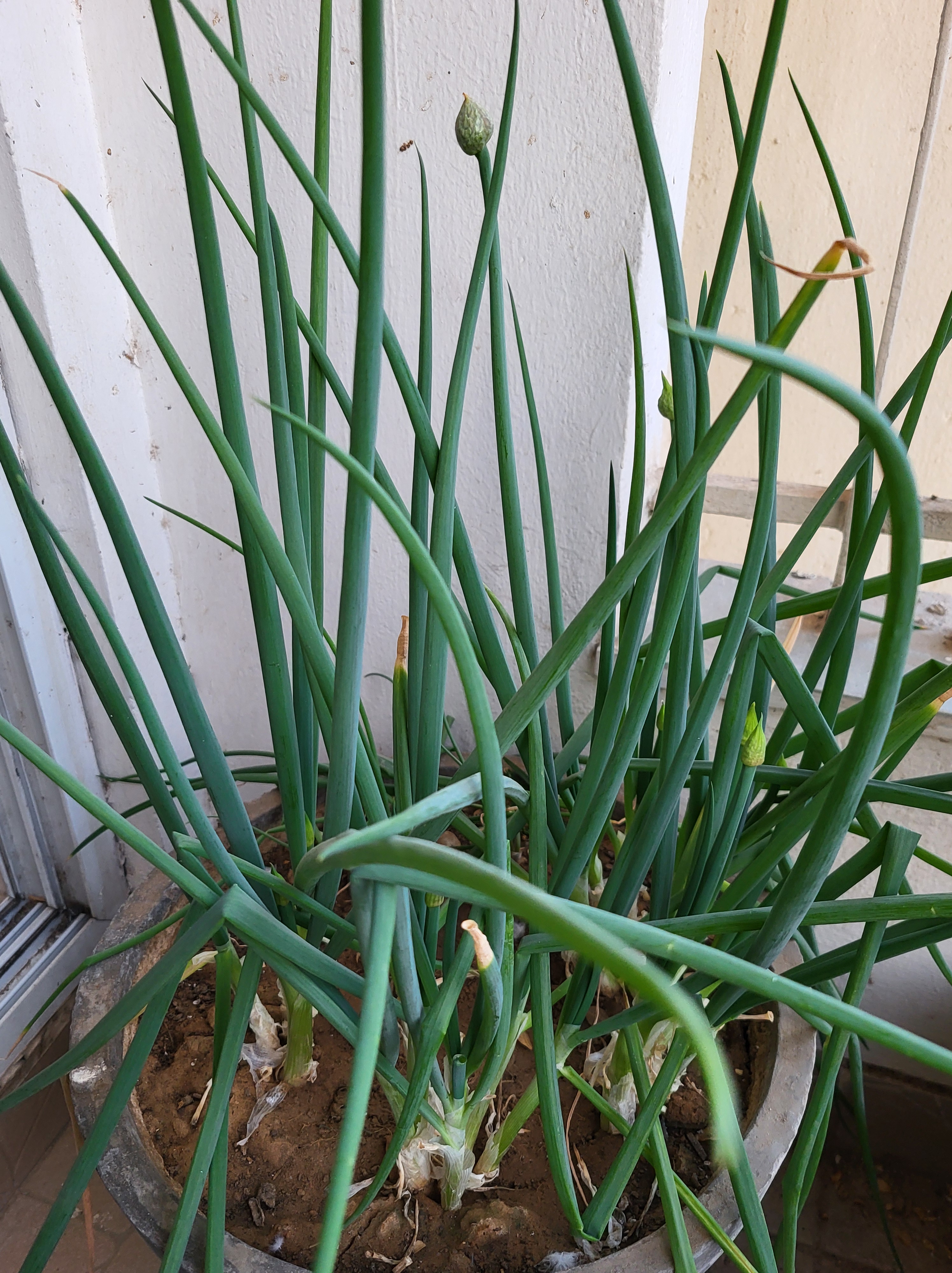 Structure of Green Leaves in Onions – Dal On The Table