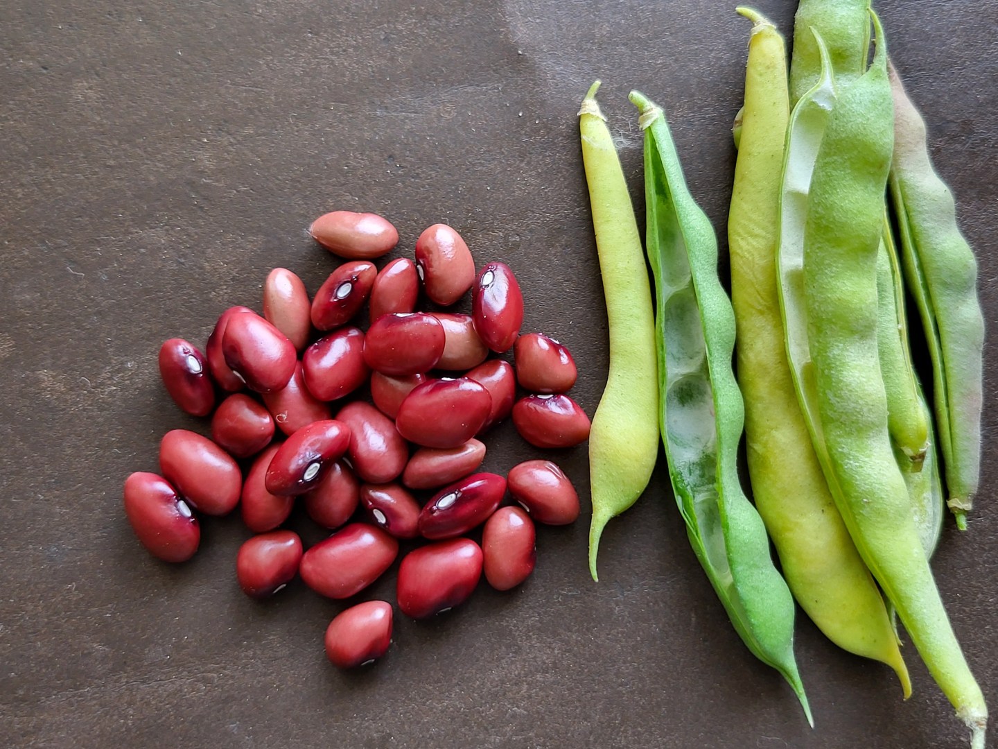 Rajma Plant – Dal On The Table