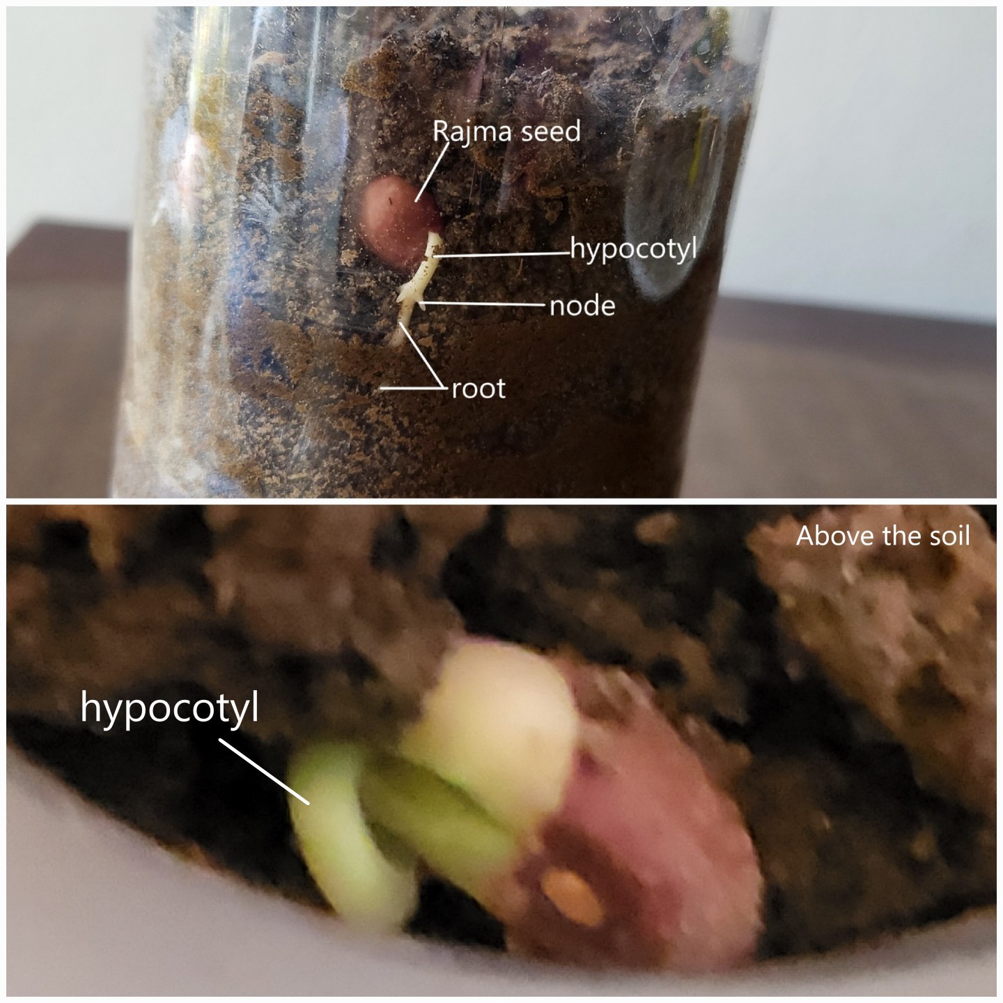 Rajma Plant – Dal On The Table