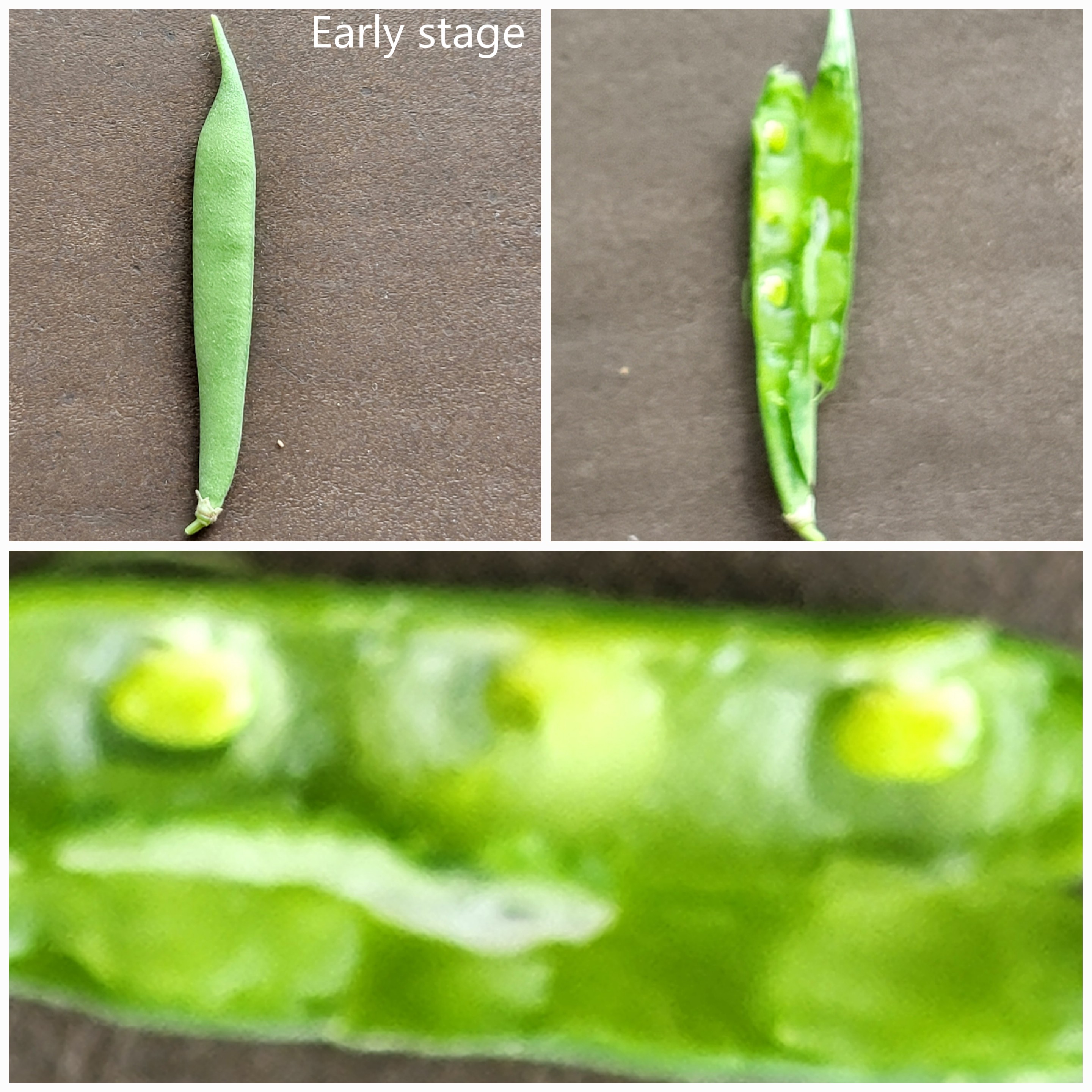 Rajma Plant – Dal On The Table