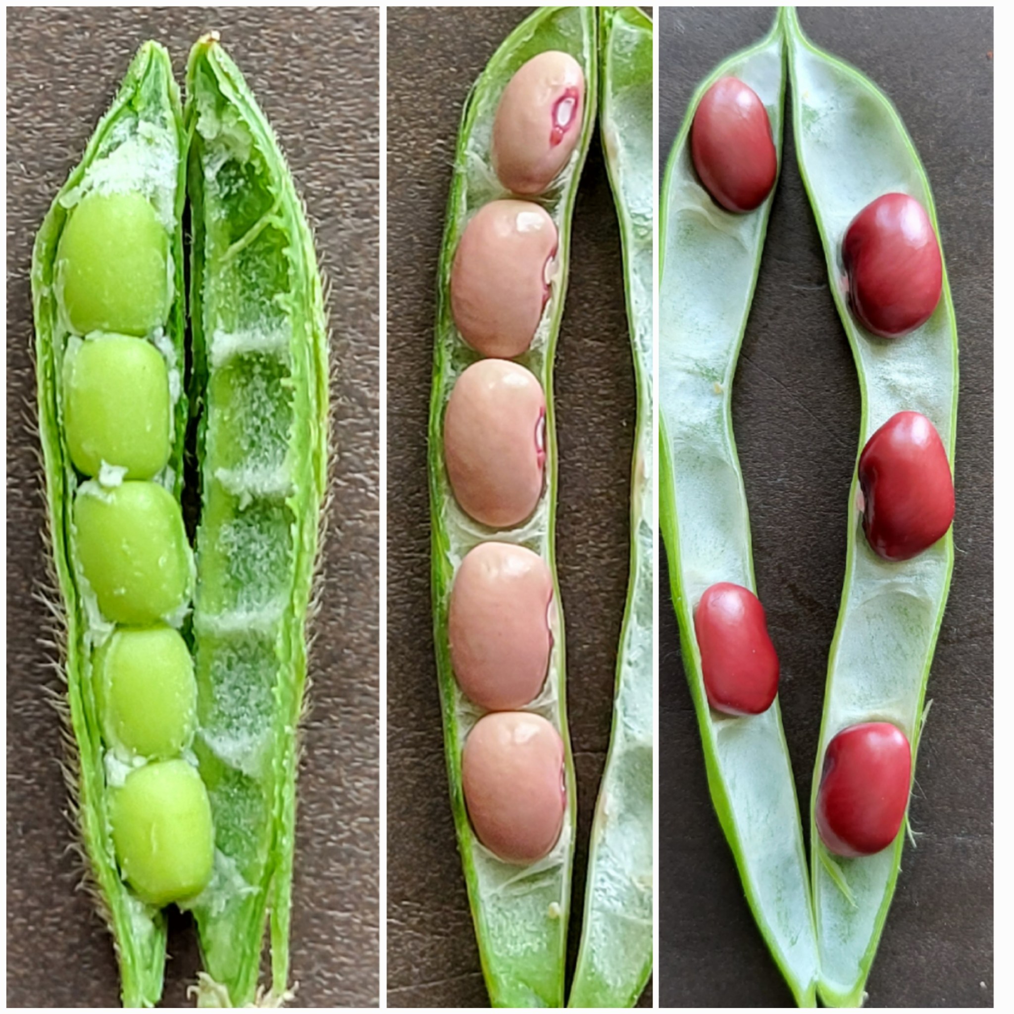 Rajma Plant – Dal On The Table