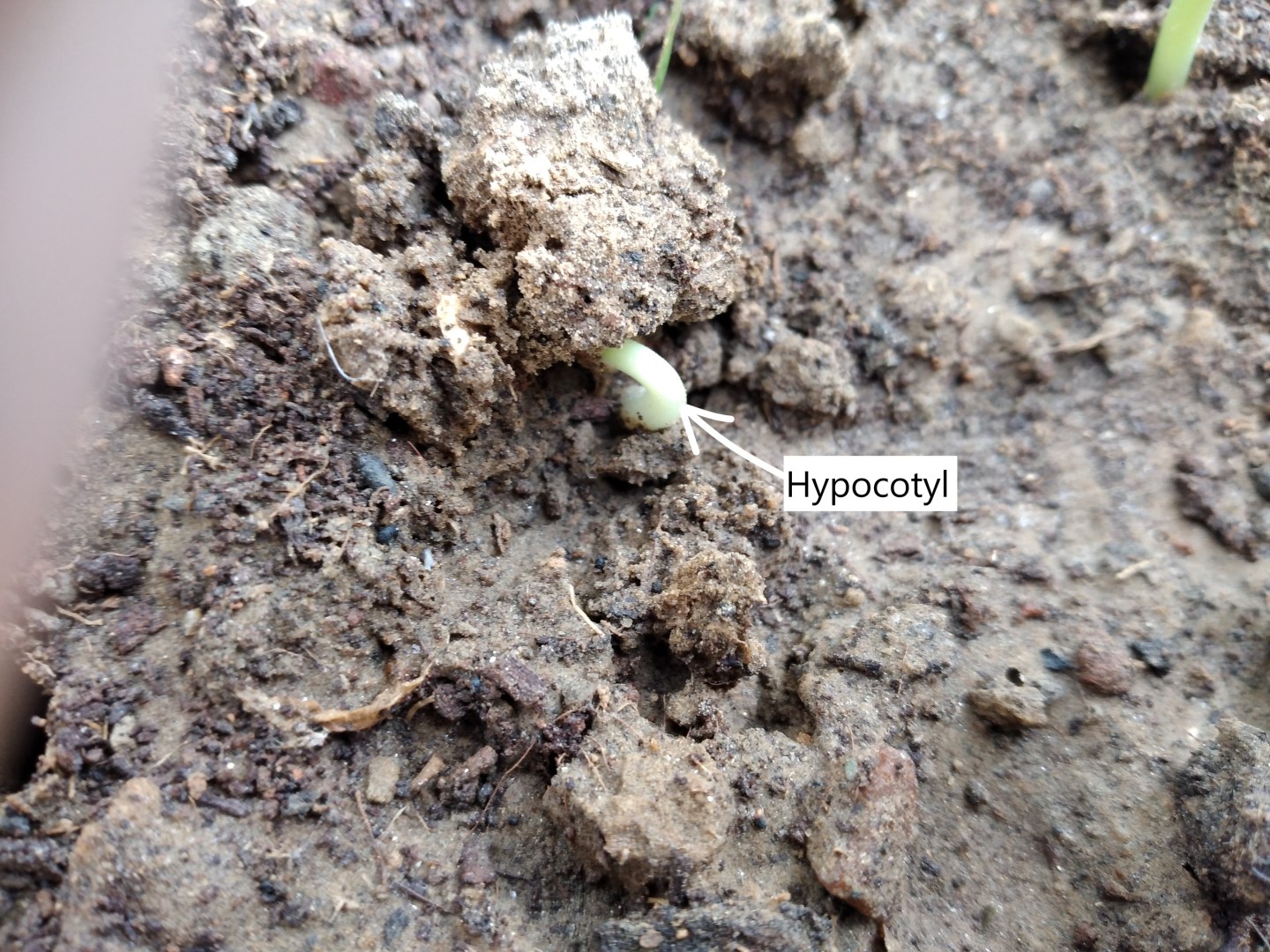 Rajma Plant – Dal On The Table