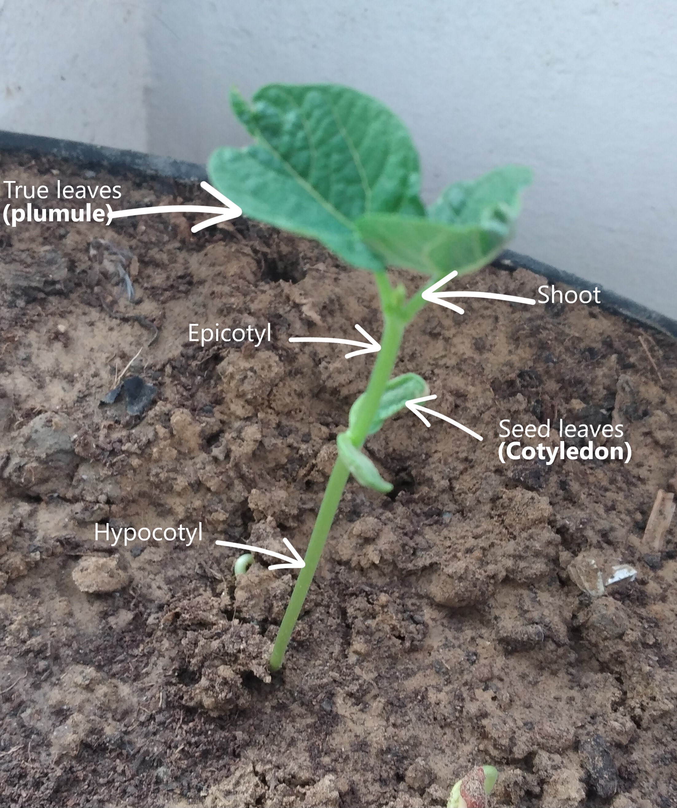 Rajma Plant – Dal On The Table