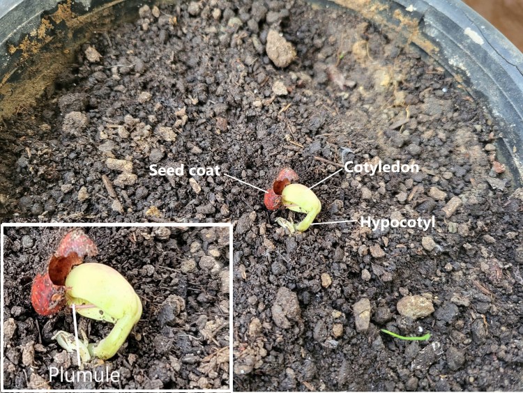 Rajma Plant – Dal On The Table